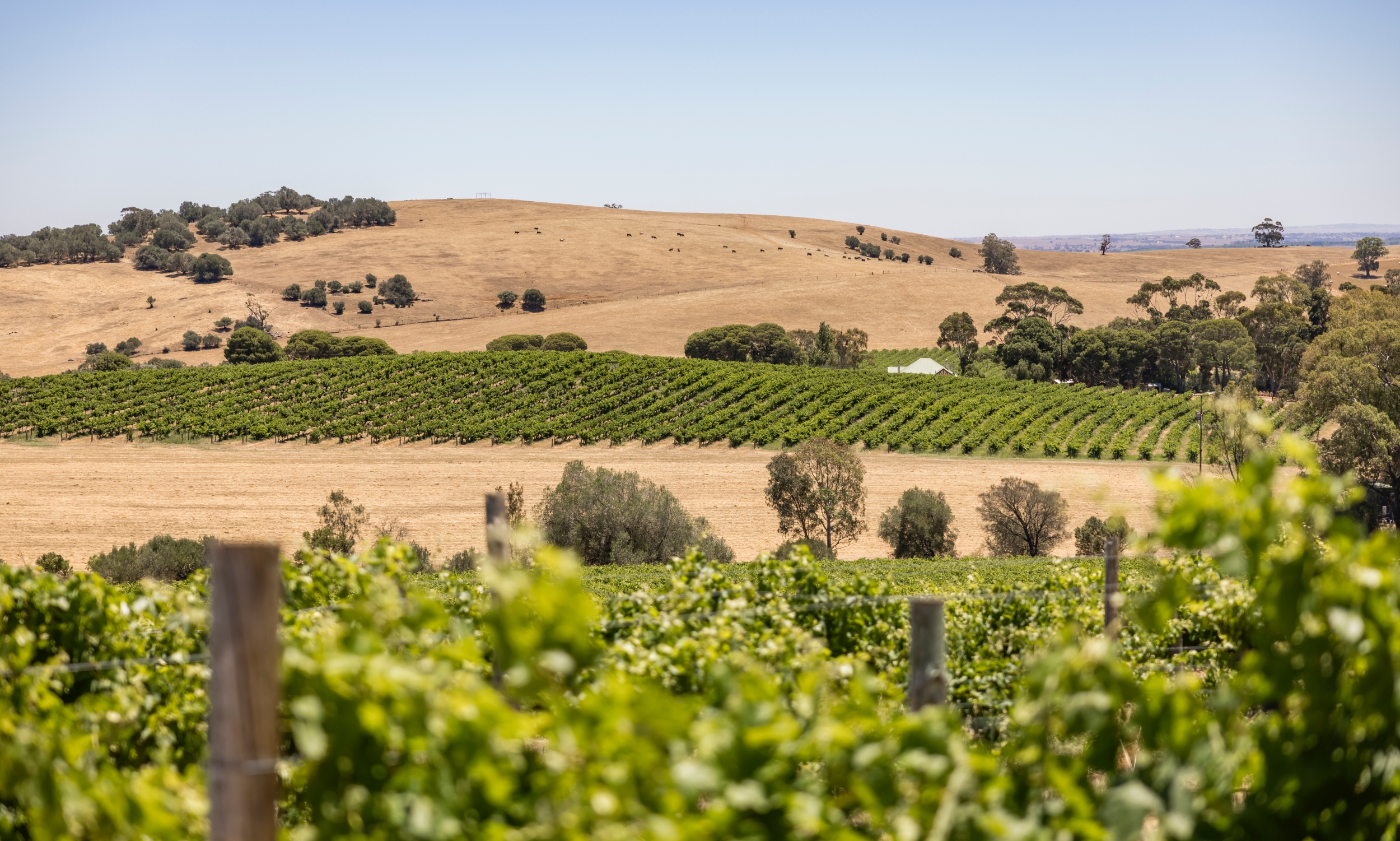 Regional signing: InterContinental heads to South Australia’s Barossa ...